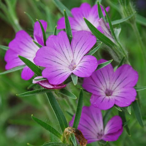 Spring – Windy Acres Farm