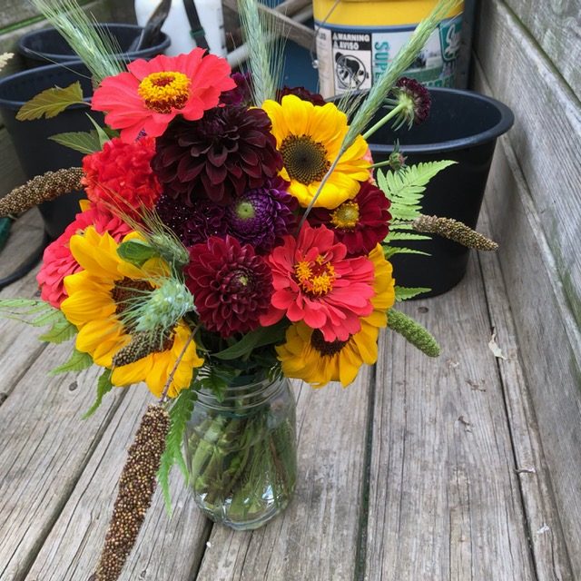 Gallery – Windy Acres Farm